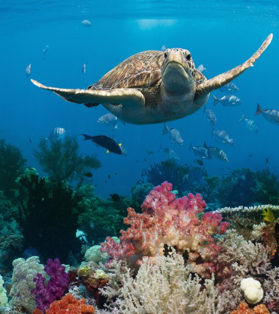 AXA Investment Managers | AXA IM Corporate